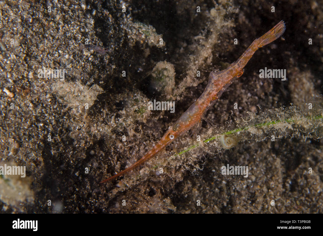 Mimicry sea hi-res stock photography and images - Alamy