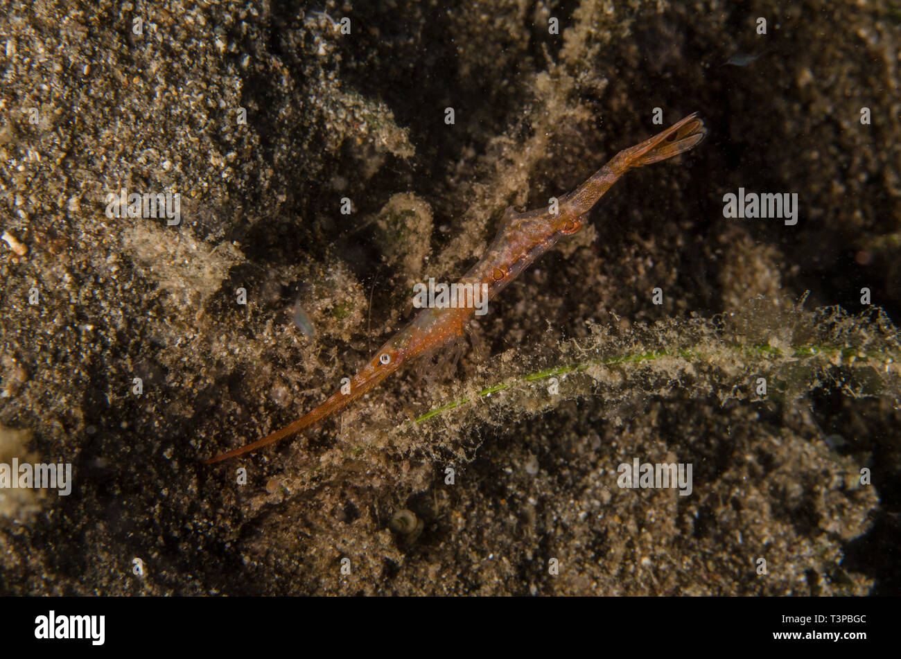 Ocellated Tozeuma shrimps, Tozeuma lanceolatum, Hippolytidae, Anilao ...