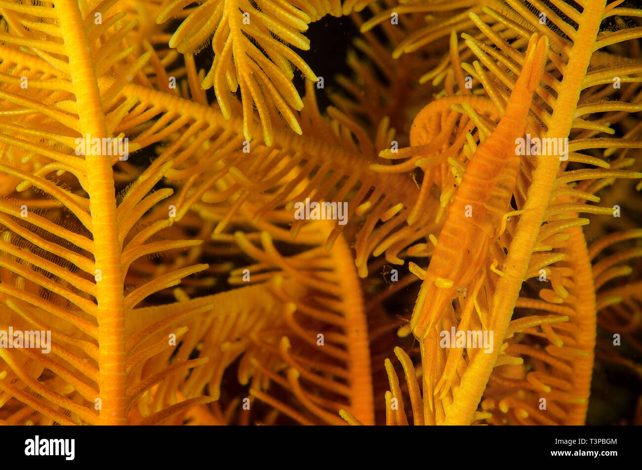 Ambon Crinoid Shrimp, Laomenes amboinensis, Palaemonidae, Aniilao ...