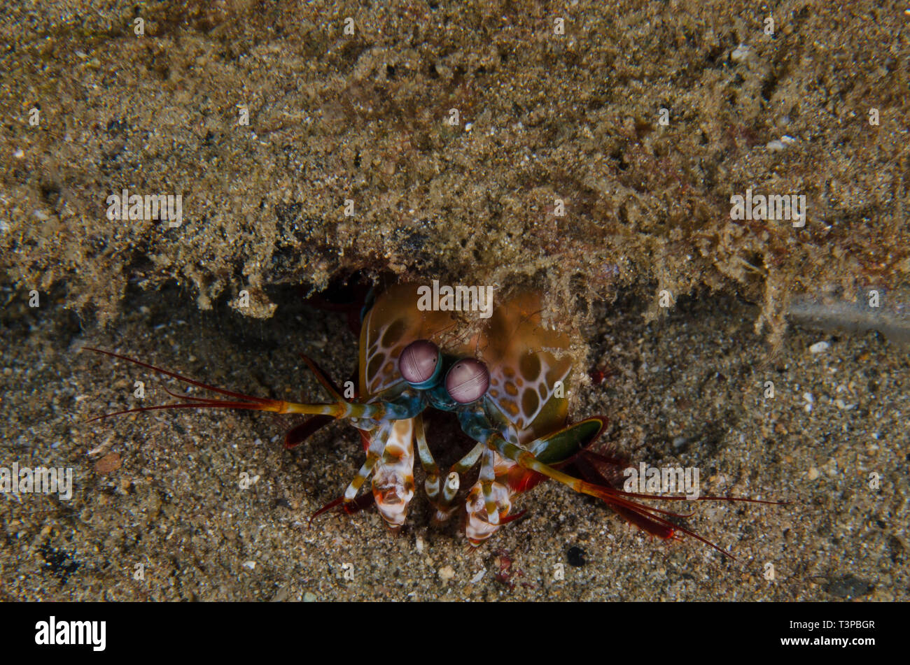 Smasher Mantis Shrimp, Odontodactylus scyllarus, Odontodactylidae ...