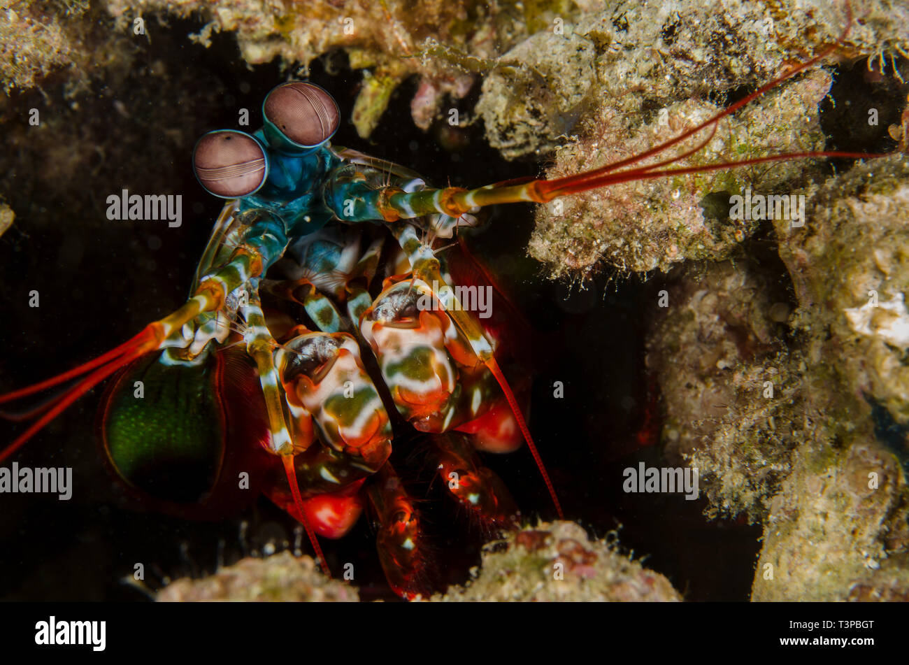 Smasher Mantis Shrimp, Odontodactylus scyllarus, Odontodactylidae ...
