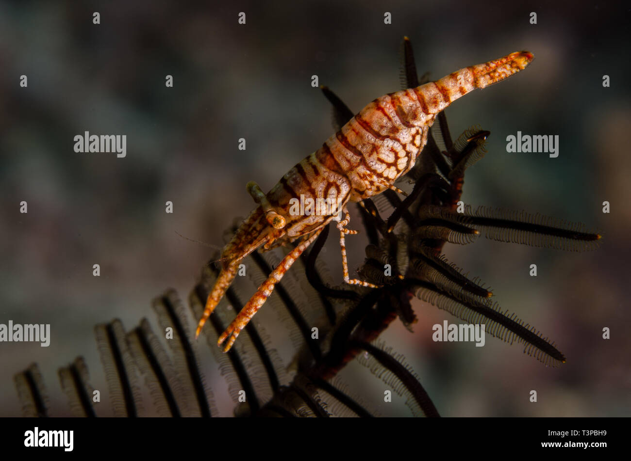 Leopard crinoid shrimp, Laomenes pardus, Palaemonidae, Aniilao ...