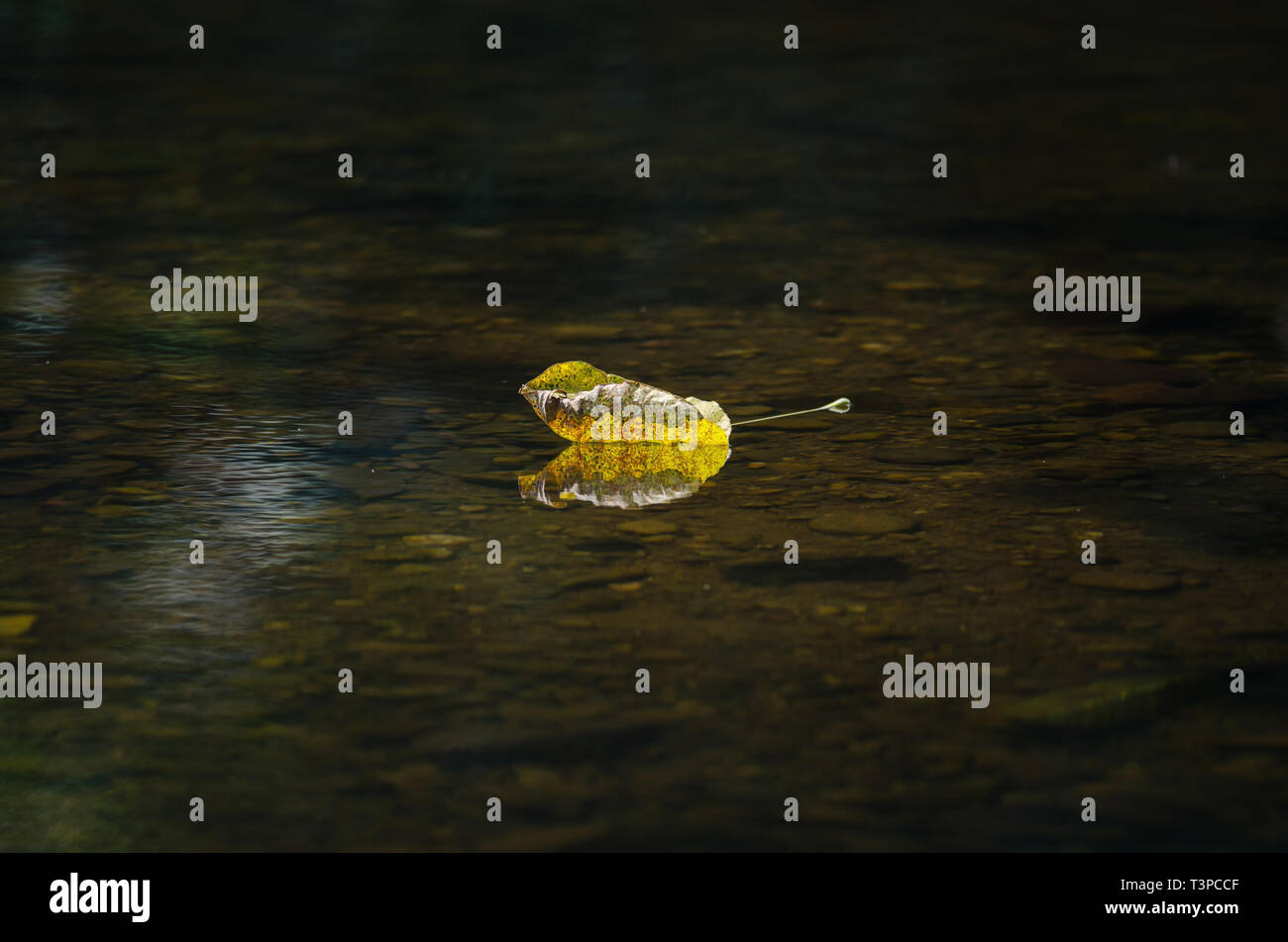 Abstract background of Autumn leaf floating in a stream Stock Photo - Alamy