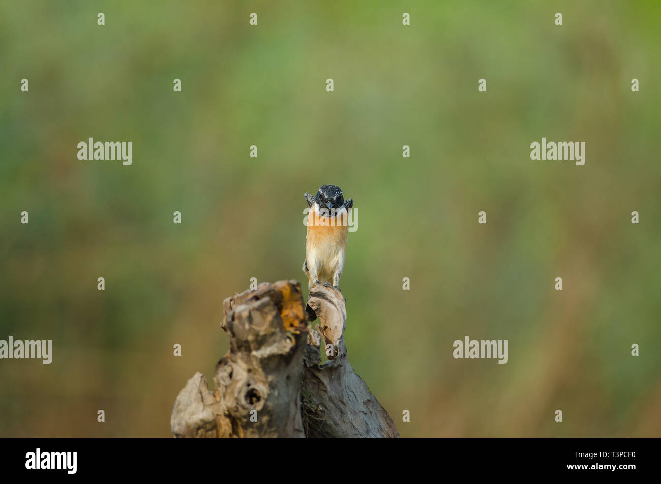 beautiful male Eastern Stonechat (Saxicola stejnegeri) in nature Stock ...