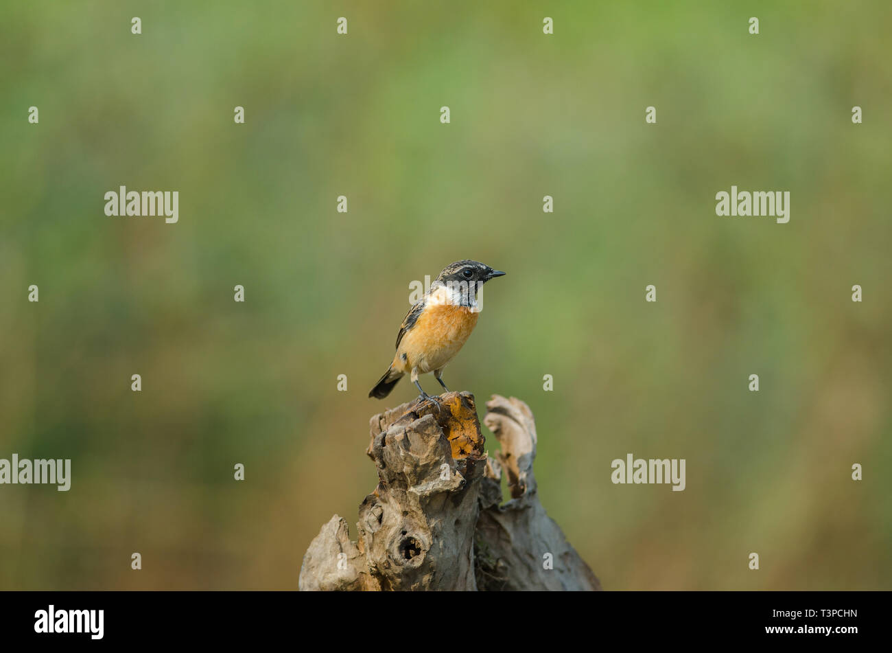 beautiful male Eastern Stonechat (Saxicola stejnegeri) in nature Stock ...