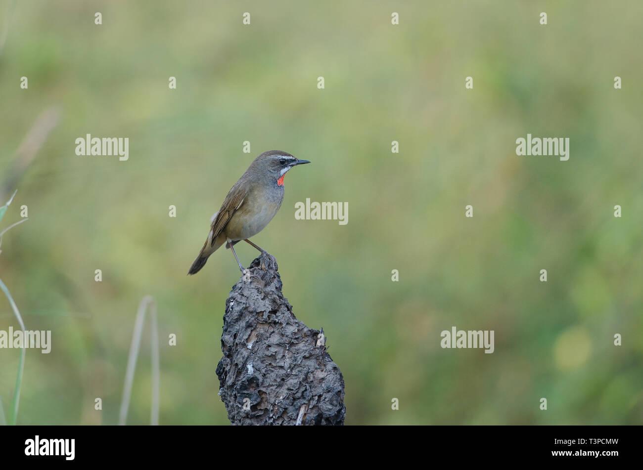 Beautiful of Siberian Rubythroat Bird (Calliope calliope) in nature ...