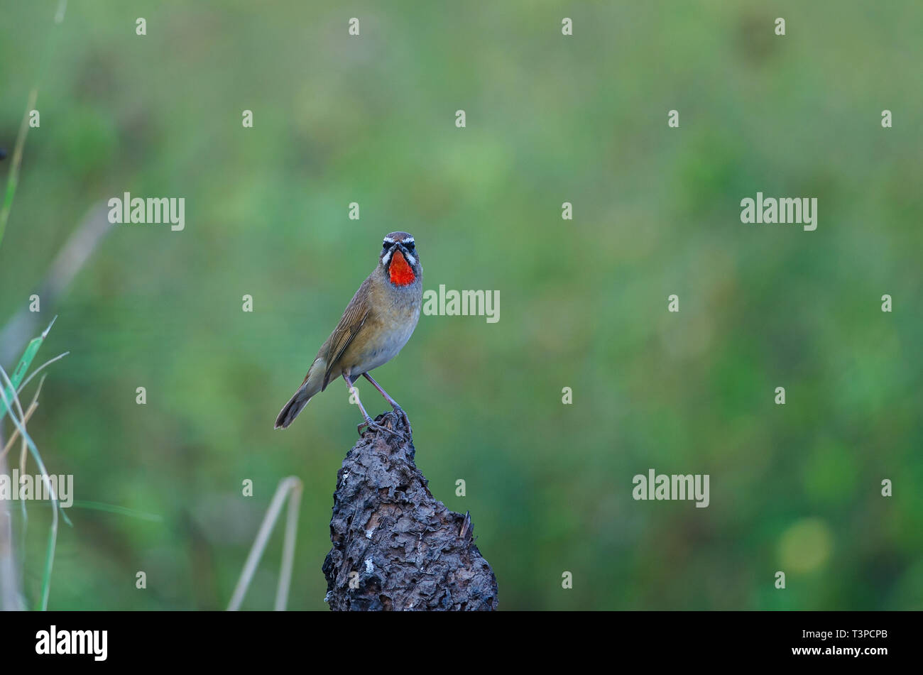 Beautiful of Siberian Rubythroat Bird (Calliope calliope) in nature ...