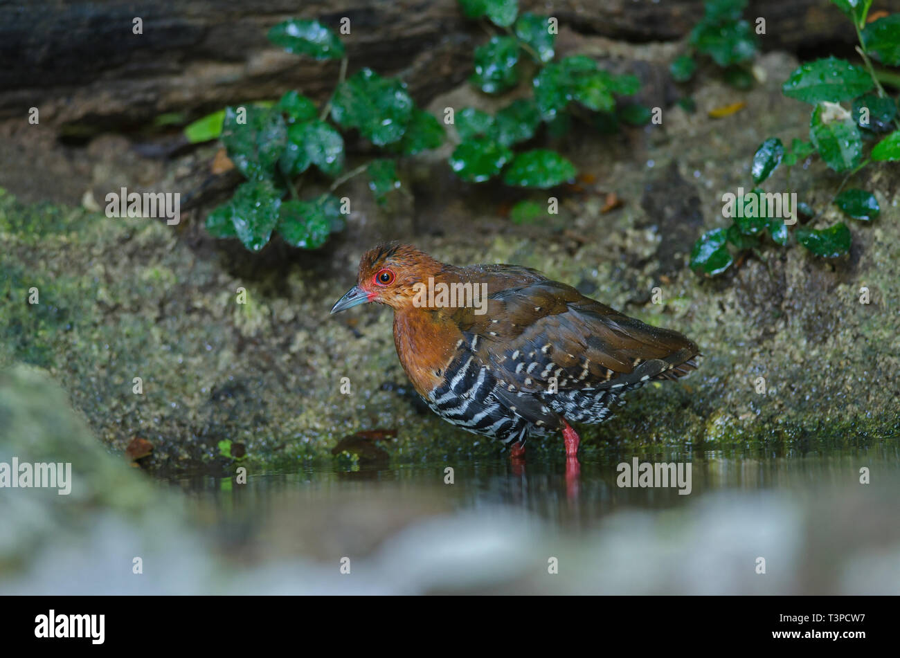 beautiful Red-legged Crake are bathed in a pond in the forest (Rallina ...