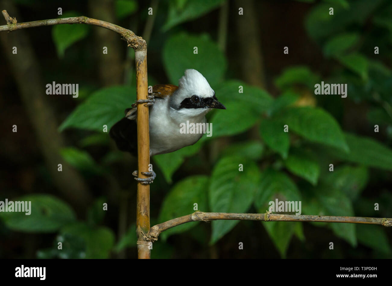 White-crested laughing thrush (Garrulax leucolophus) in nature ...