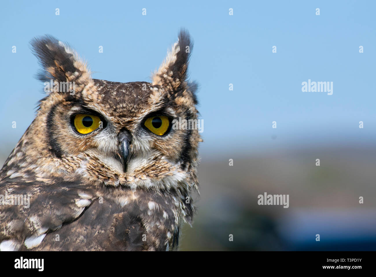African Spotted Eagle Owl Stock Photo - Alamy
