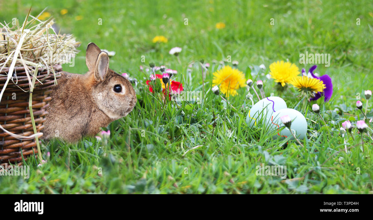 Spring flowers meadow rabbit hi-res stock photography and images - Alamy