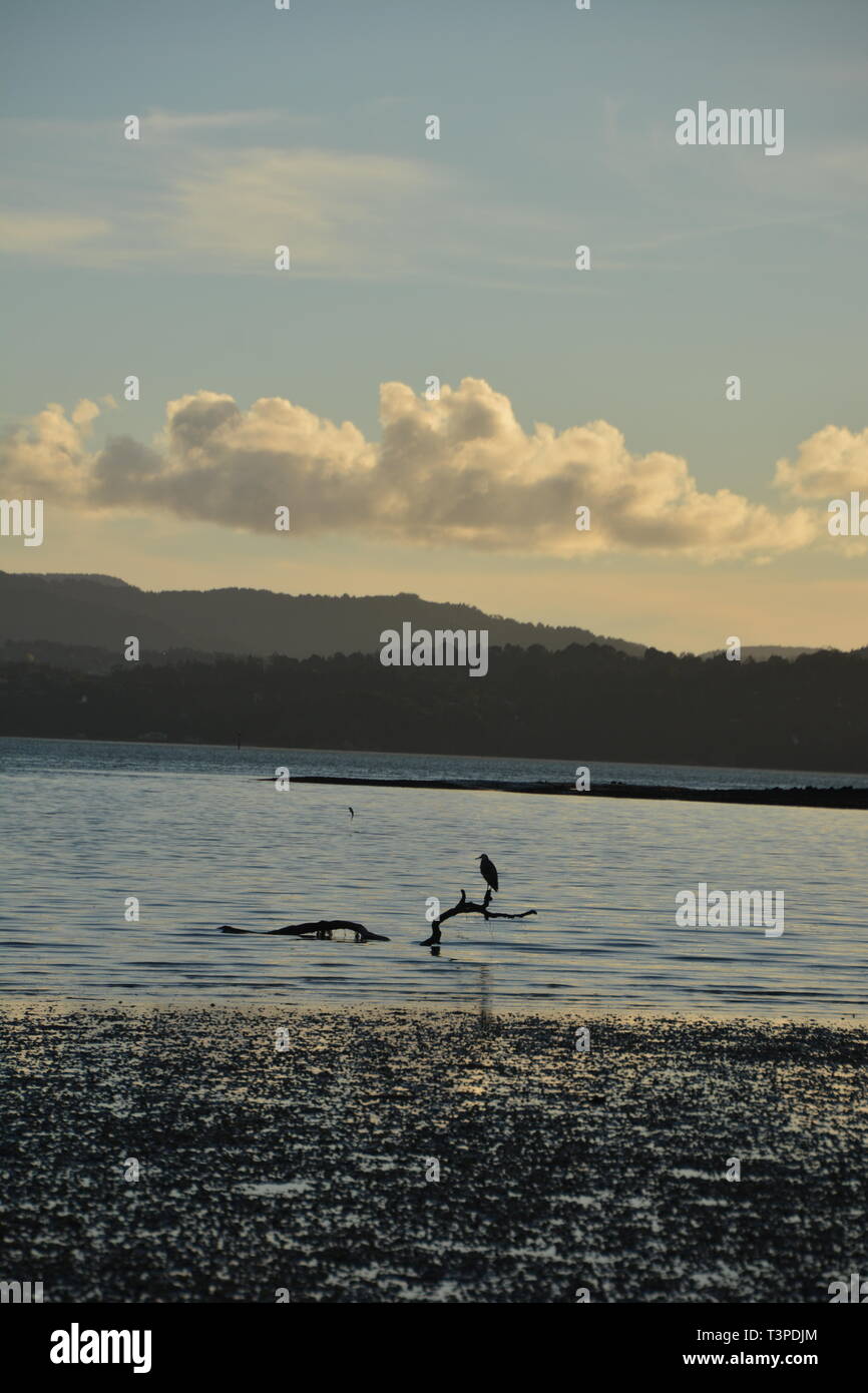 Wattle Bay Beach, NZ Stock Photo - Alamy