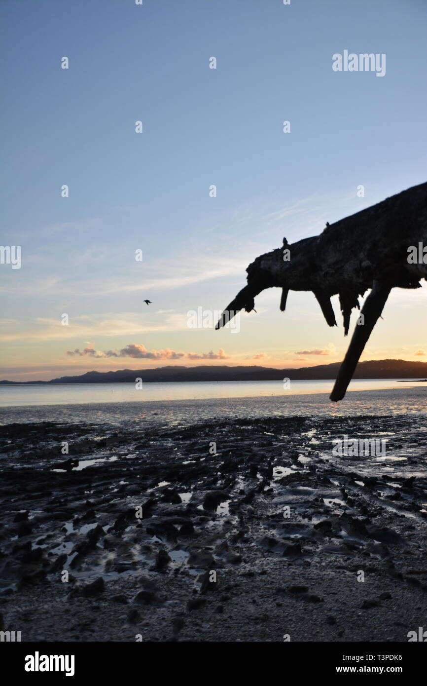 Wattle Bay Beach, NZ Stock Photo - Alamy