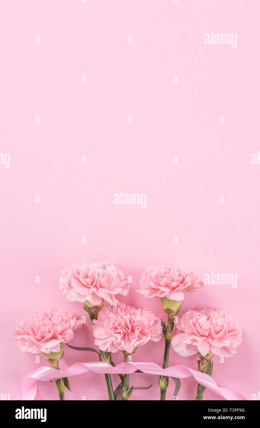 Beautiful fresh blooming baby pink color tender carnations isolated on ...