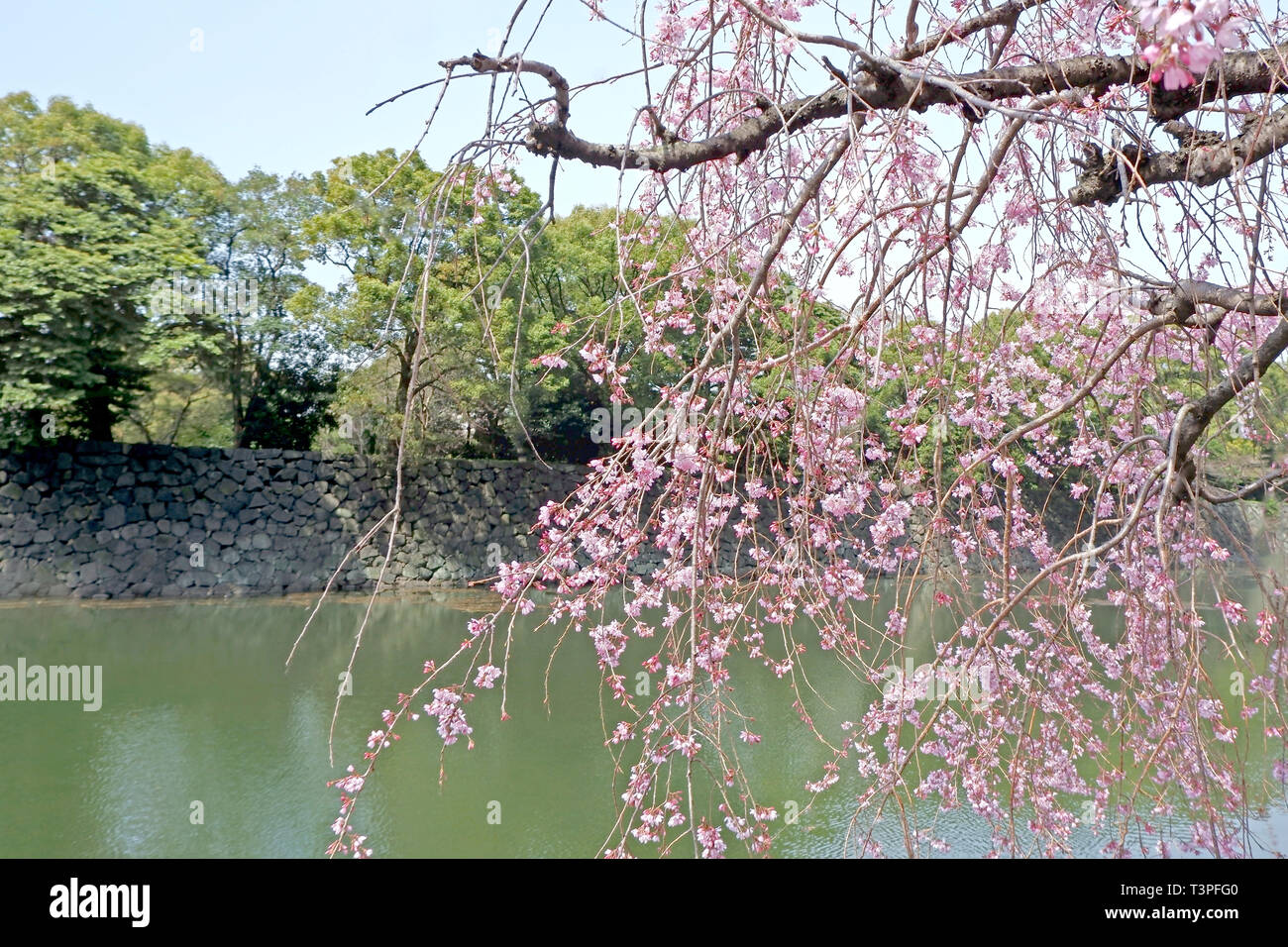 The traditional castle building and pink sakura cherry blossom flowers ...