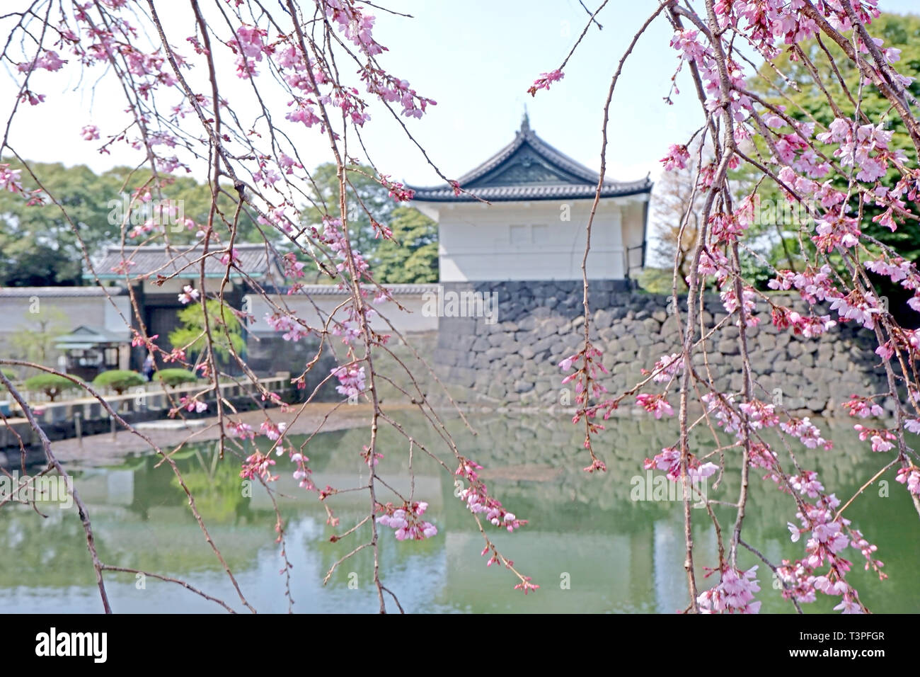 The traditional castle building and pink sakura cherry blossom flowers ...