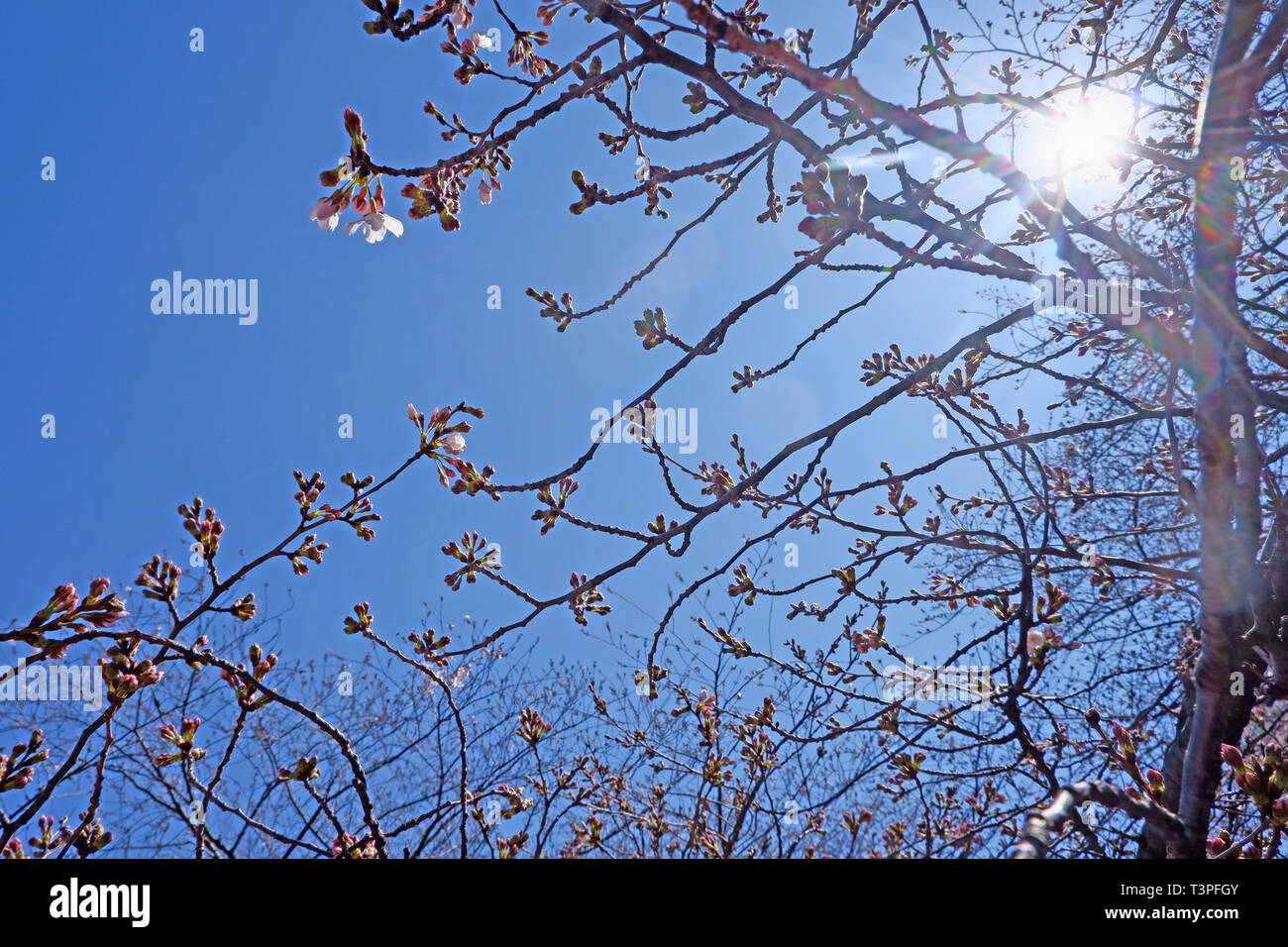 The white sakura cherry blossom flowers and trees in Tokyo city Stock ...