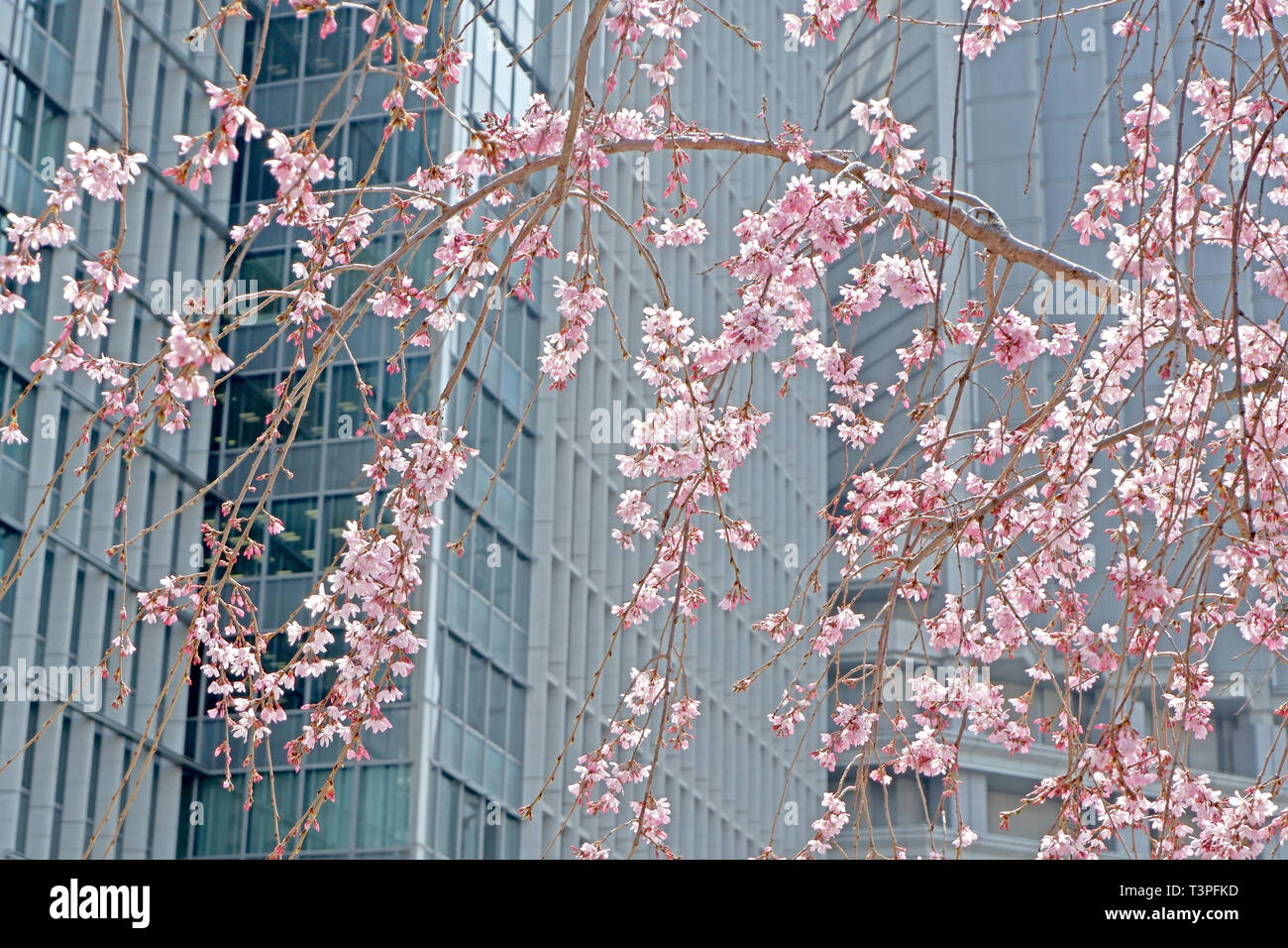 The city building, sakura cherry blossom flowers in Japan Tokyo Stock ...
