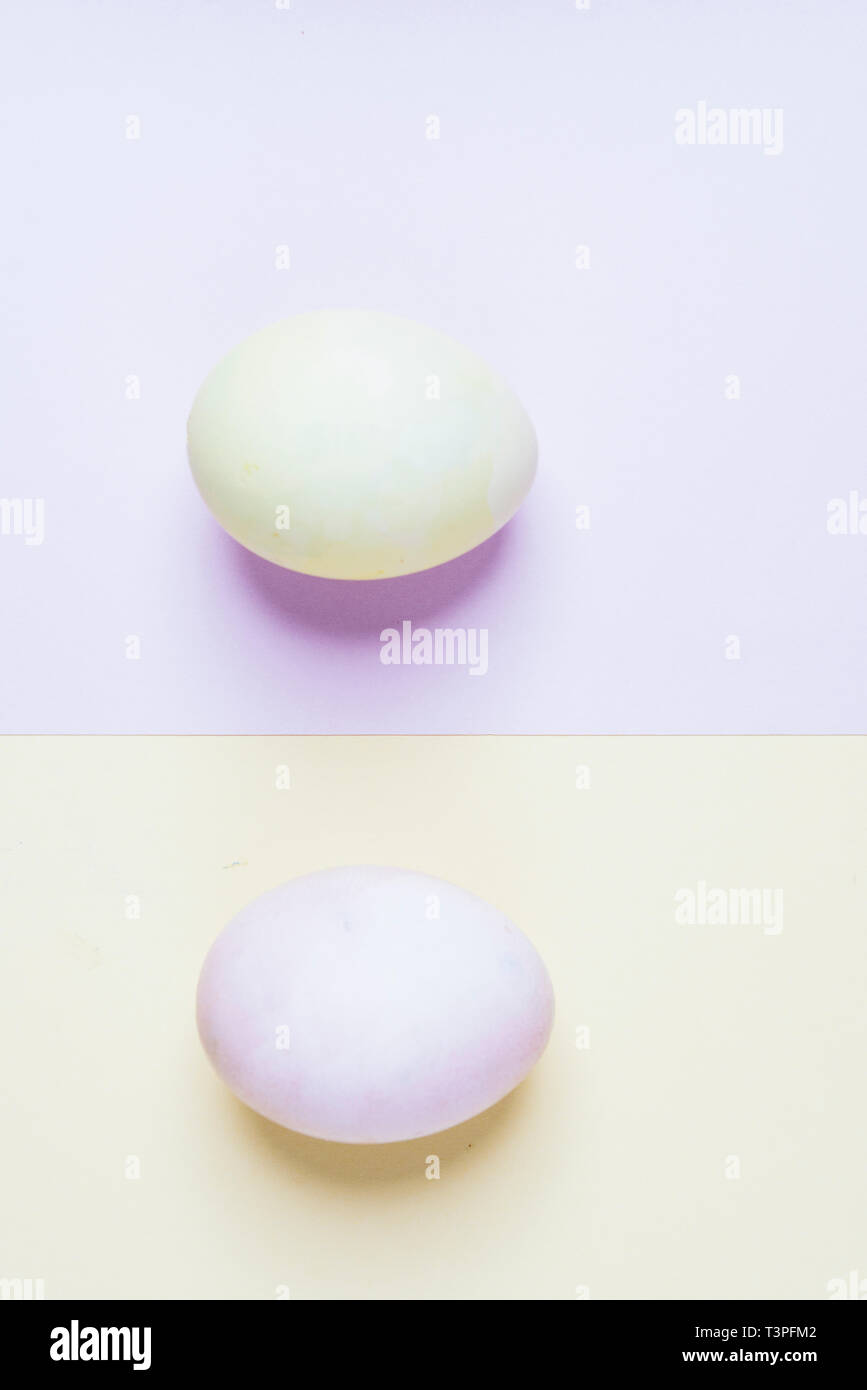 Colored eggs opposite color violet and yellow over opposite background ...