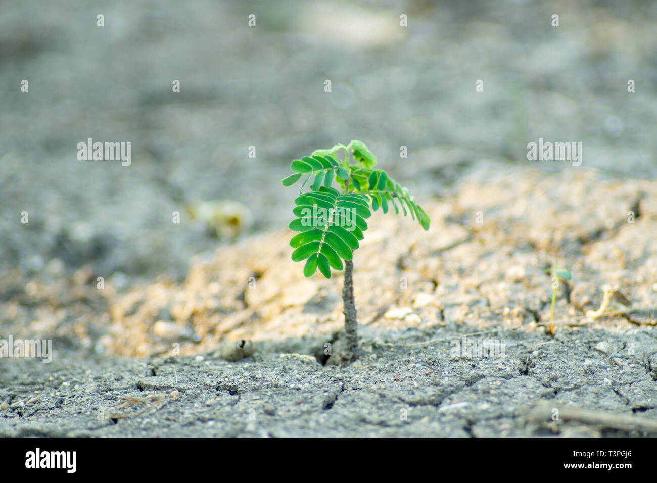 Unhealthy plants hi-res stock photography and images - Alamy