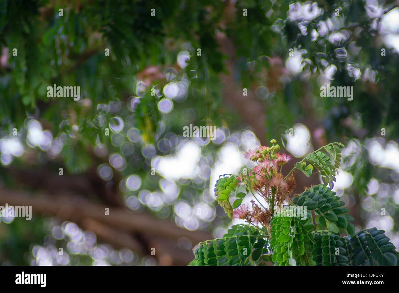 Rain Tree East Indian Walnut,Monkey Pod Stock Photo - Alamy