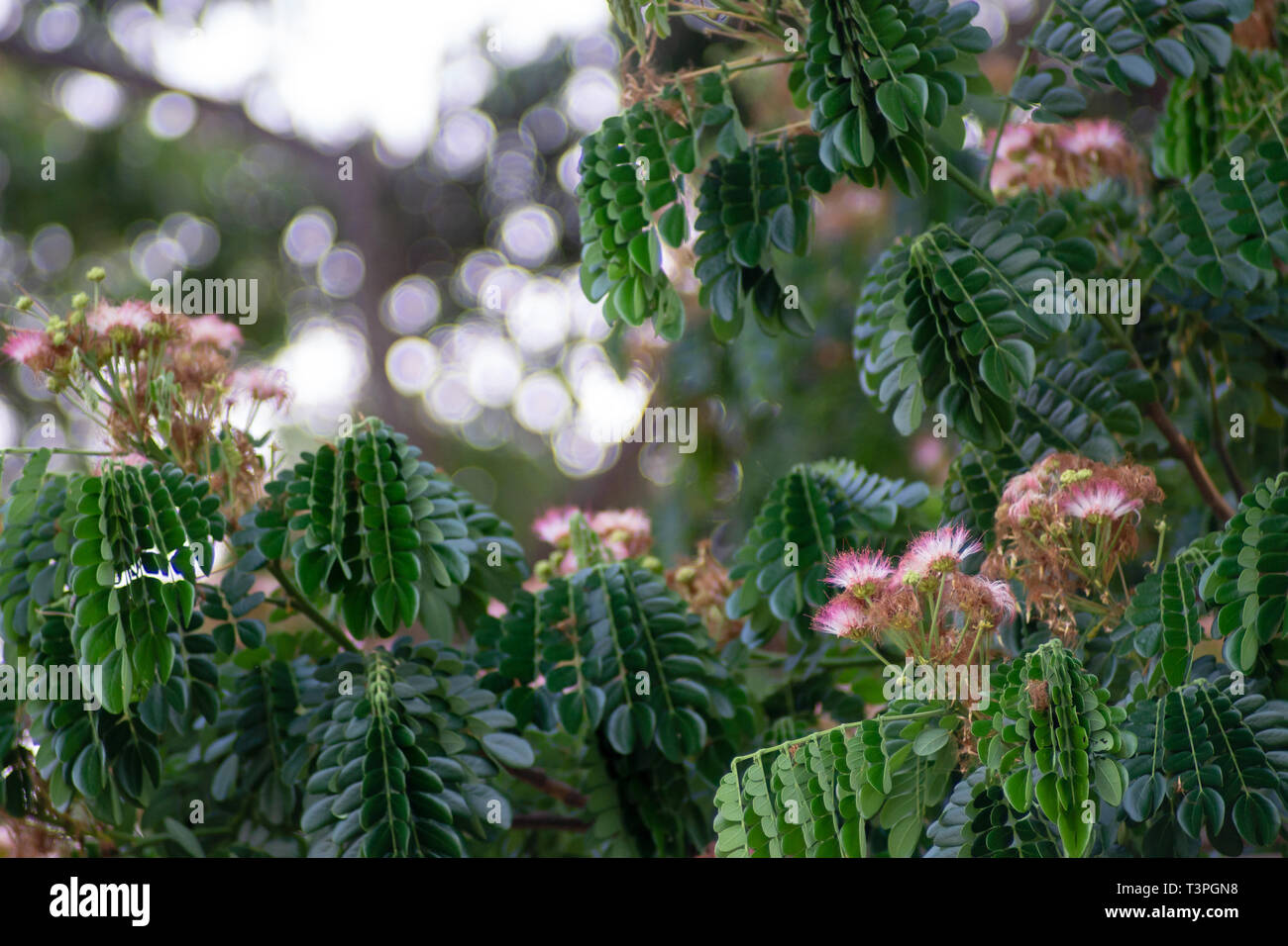 Rain Tree East Indian Walnut,Monkey Pod Stock Photo - Alamy