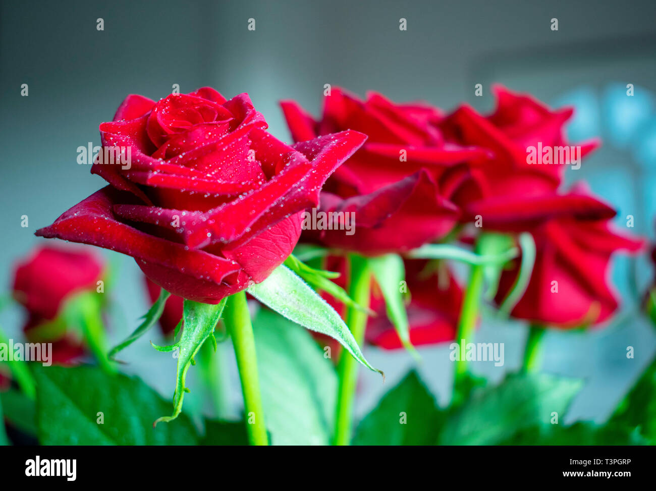 Beautiful Tasmanian Red Roses Stock Photo - Alamy