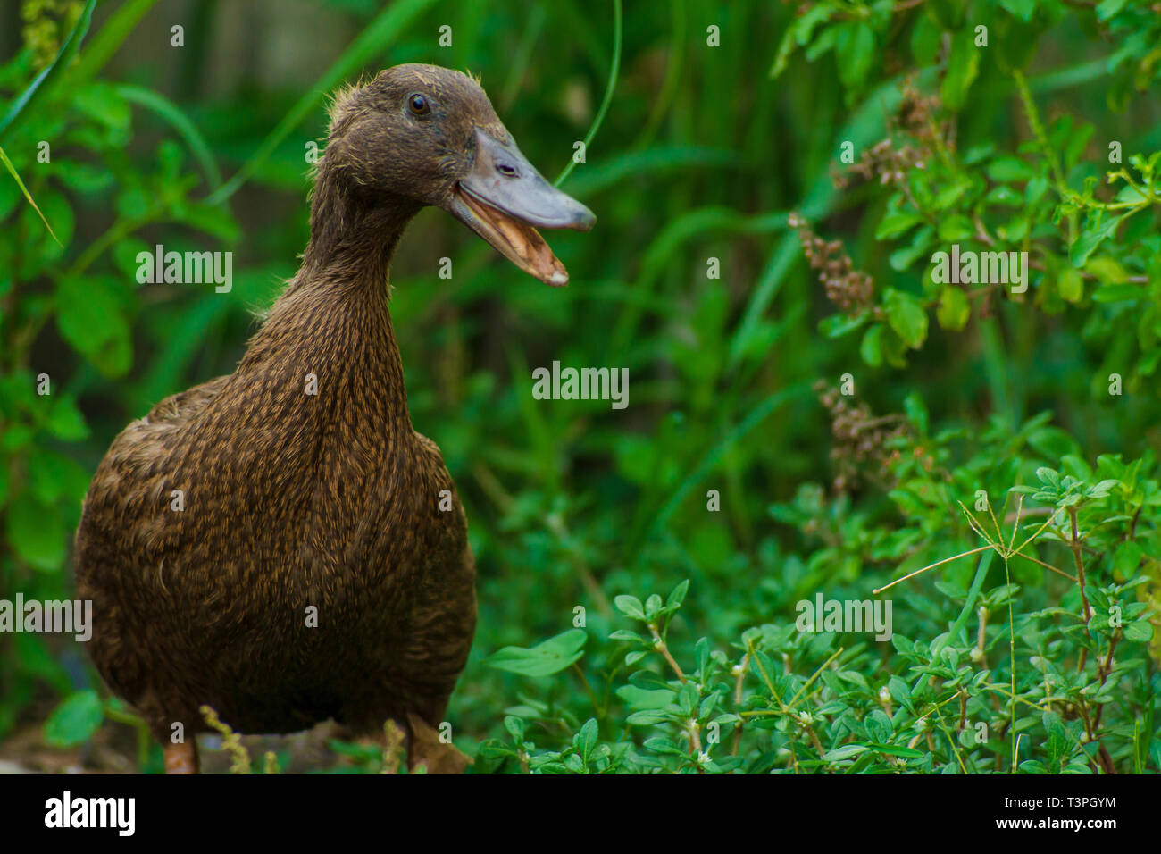 Duck face hi-res stock photography and images - Alamy