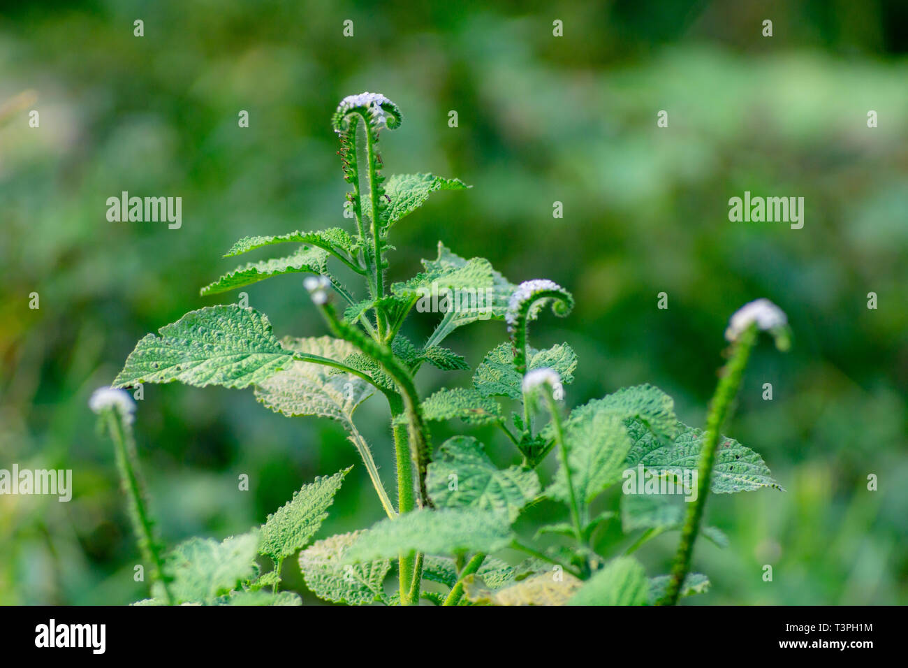 Alacransillo, Eye Bright, Indian Heliotrope, Indian Turnsole, Turnsole ...