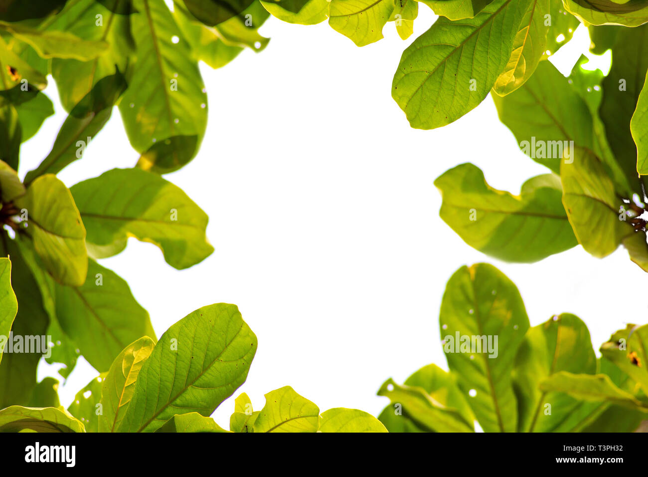 Look up on the branches of Terminalia Catappa trees, green on white sky ...