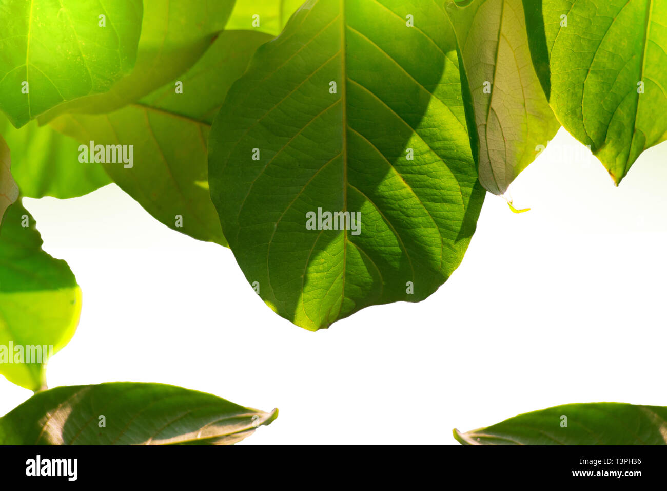 Terminalia trees hi-res stock photography and images - Alamy