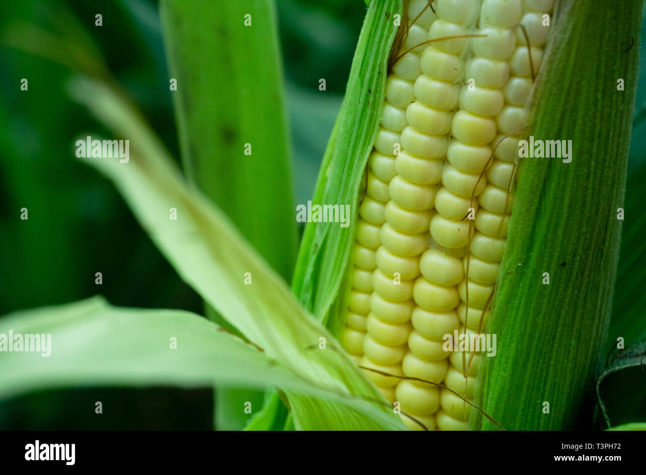 Maize or corn organic planting in cornfield Stock Photo - Alamy