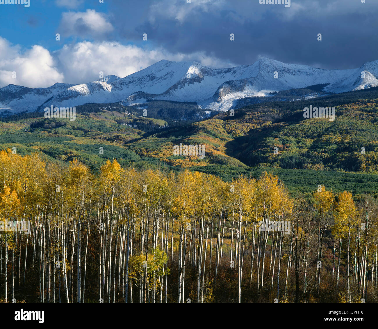 USA, Colorado, Gunnison National Forest, Fall colored aspen and snowy ...