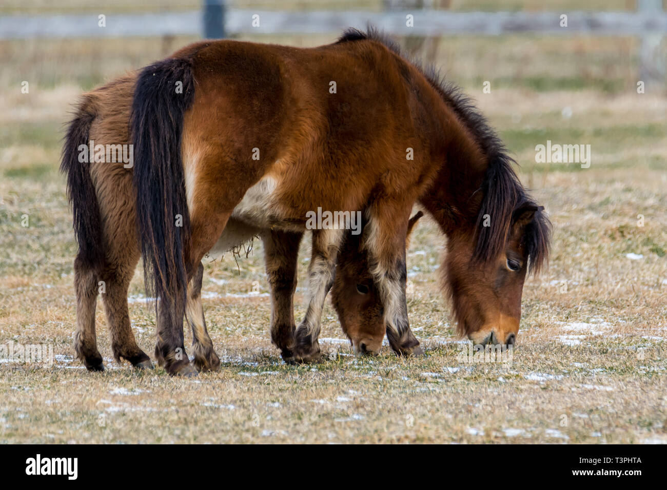 Showing farm animals hi-res stock photography and images - Alamy