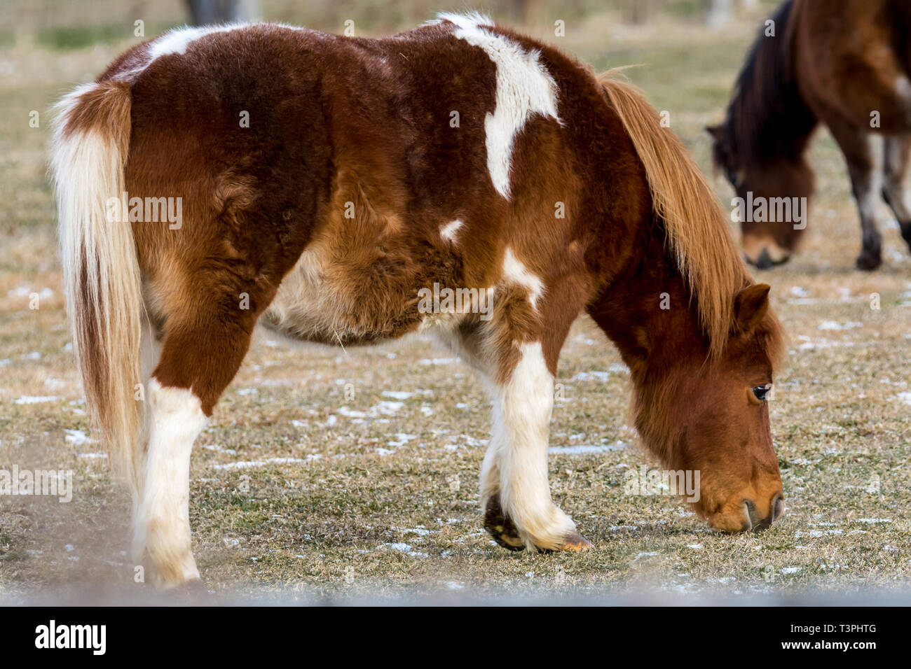 Showing farm animals hi-res stock photography and images - Alamy