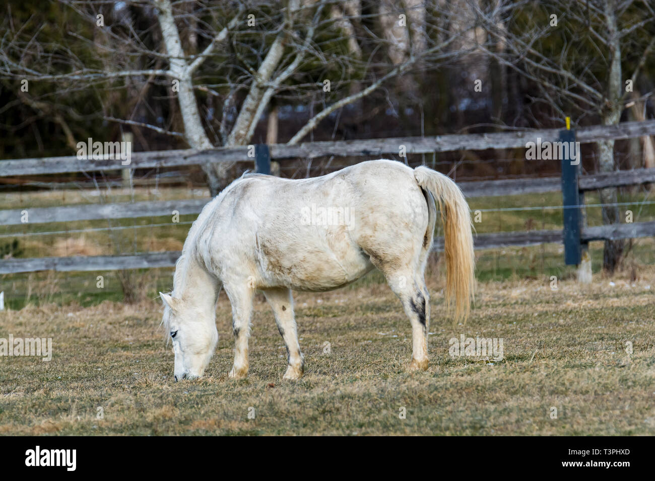 Showing farm animals hi-res stock photography and images - Alamy