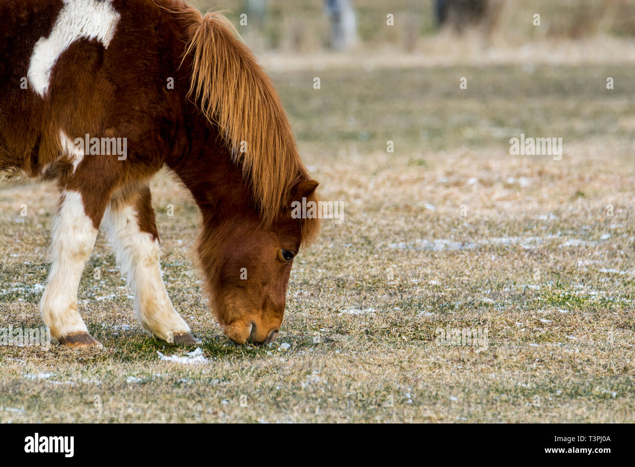 Showing farm animals hi-res stock photography and images - Alamy