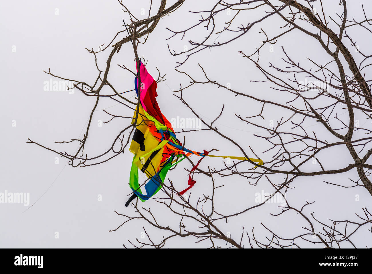 Colorful kite caught on tree branches Stock Photo - Alamy
