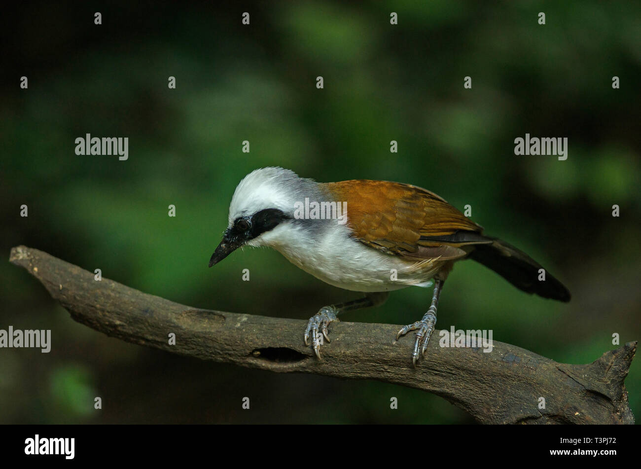 White-crested laughing thrush (Garrulax leucolophus) in nature ...