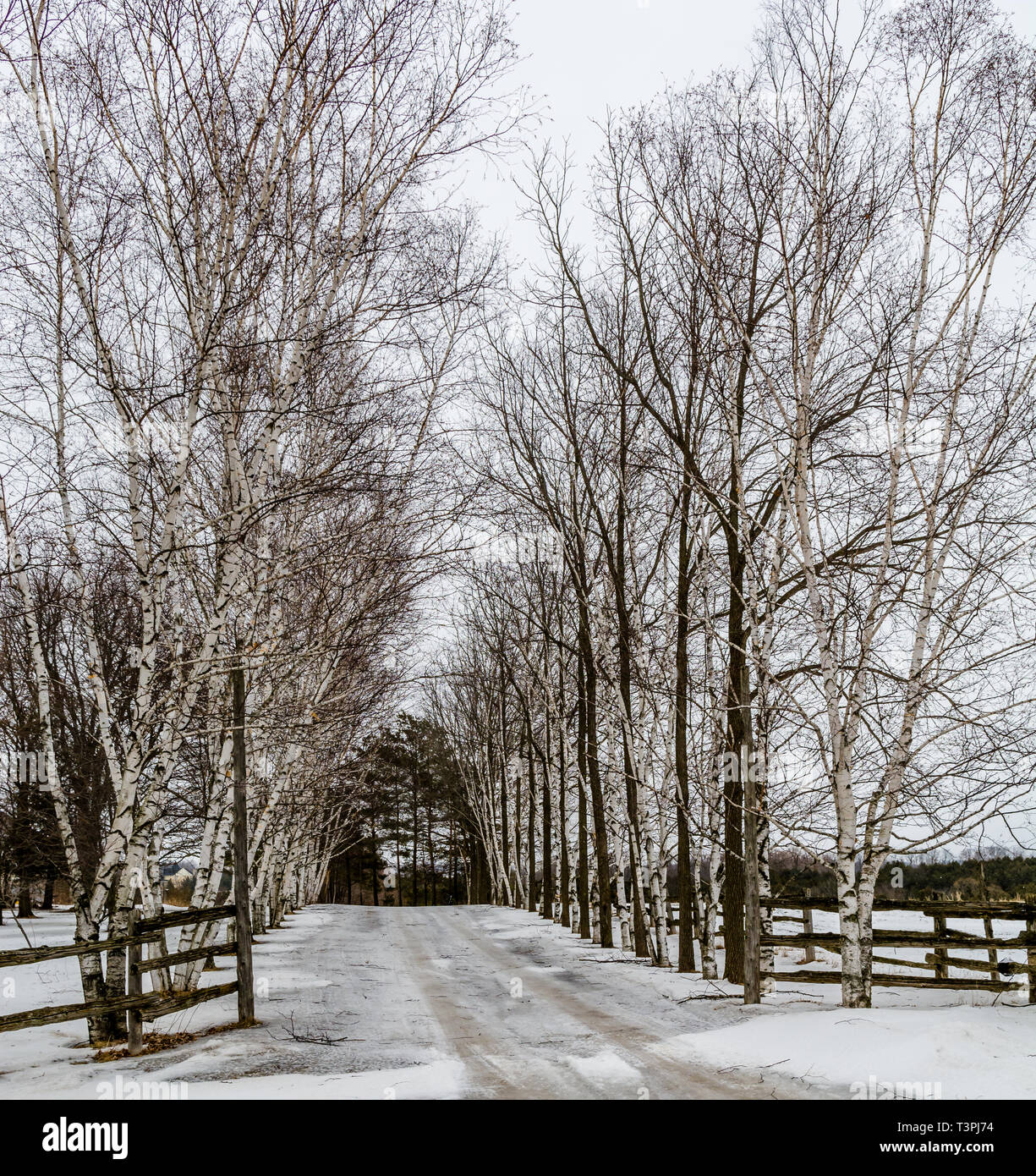 Farm house showing entrance gate with birch trees along the sides Stock ...