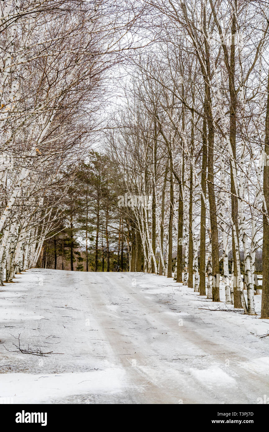 Farm house showing entrance gate with birch trees along the sides Stock ...