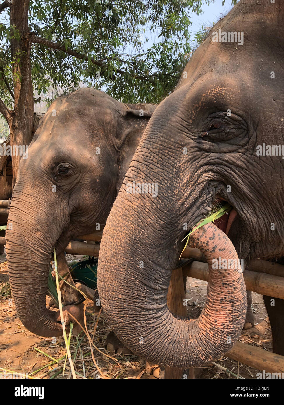 Asian elephants myanmar hi-res stock photography and images - Alamy