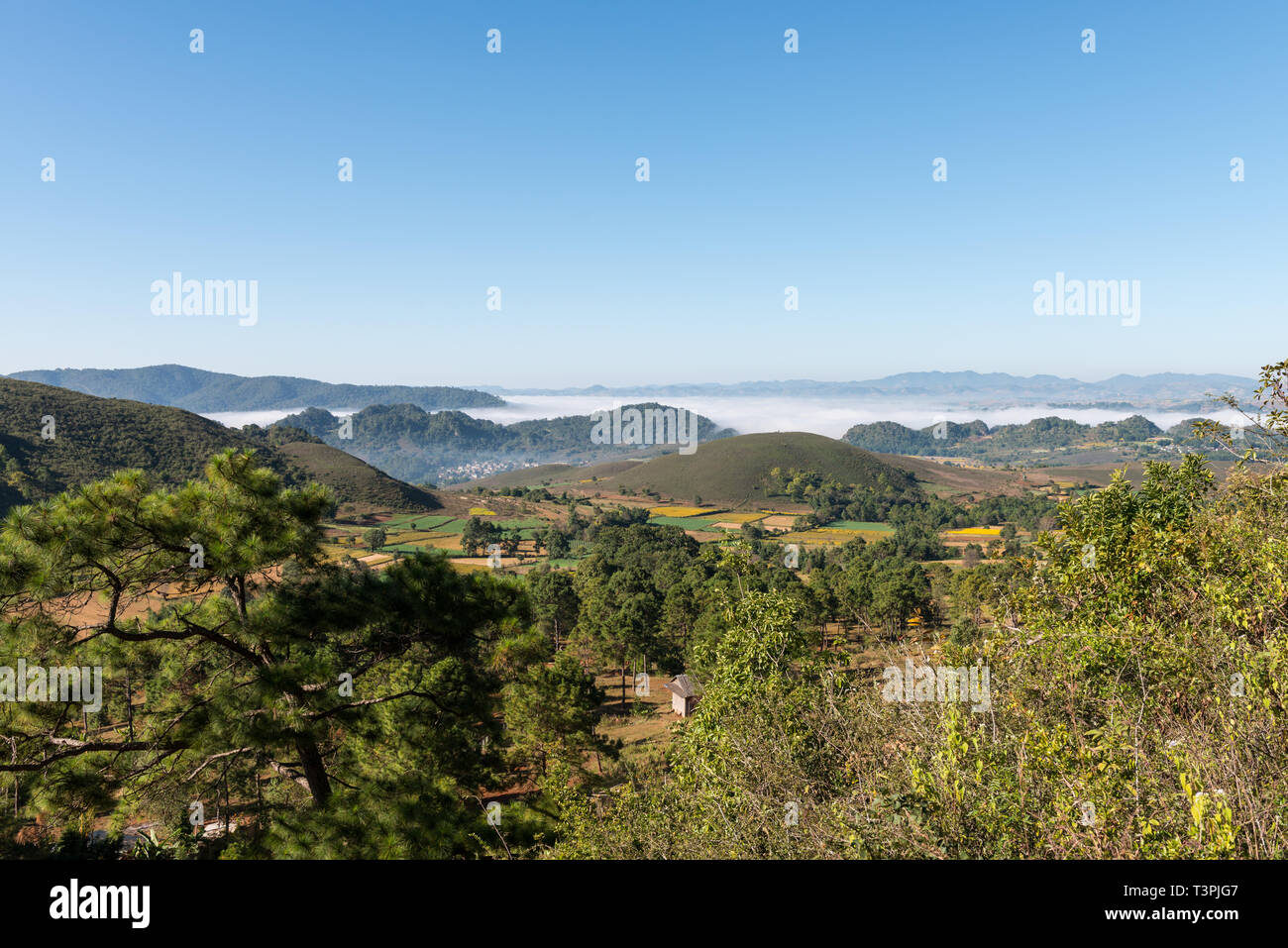 From the top picture of incredible view of the burmese vegetation ...