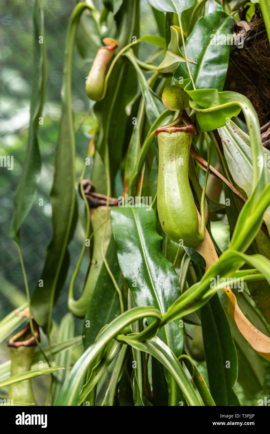 Nepenthes ventricosa truncata tropical hi-res stock photography and ...