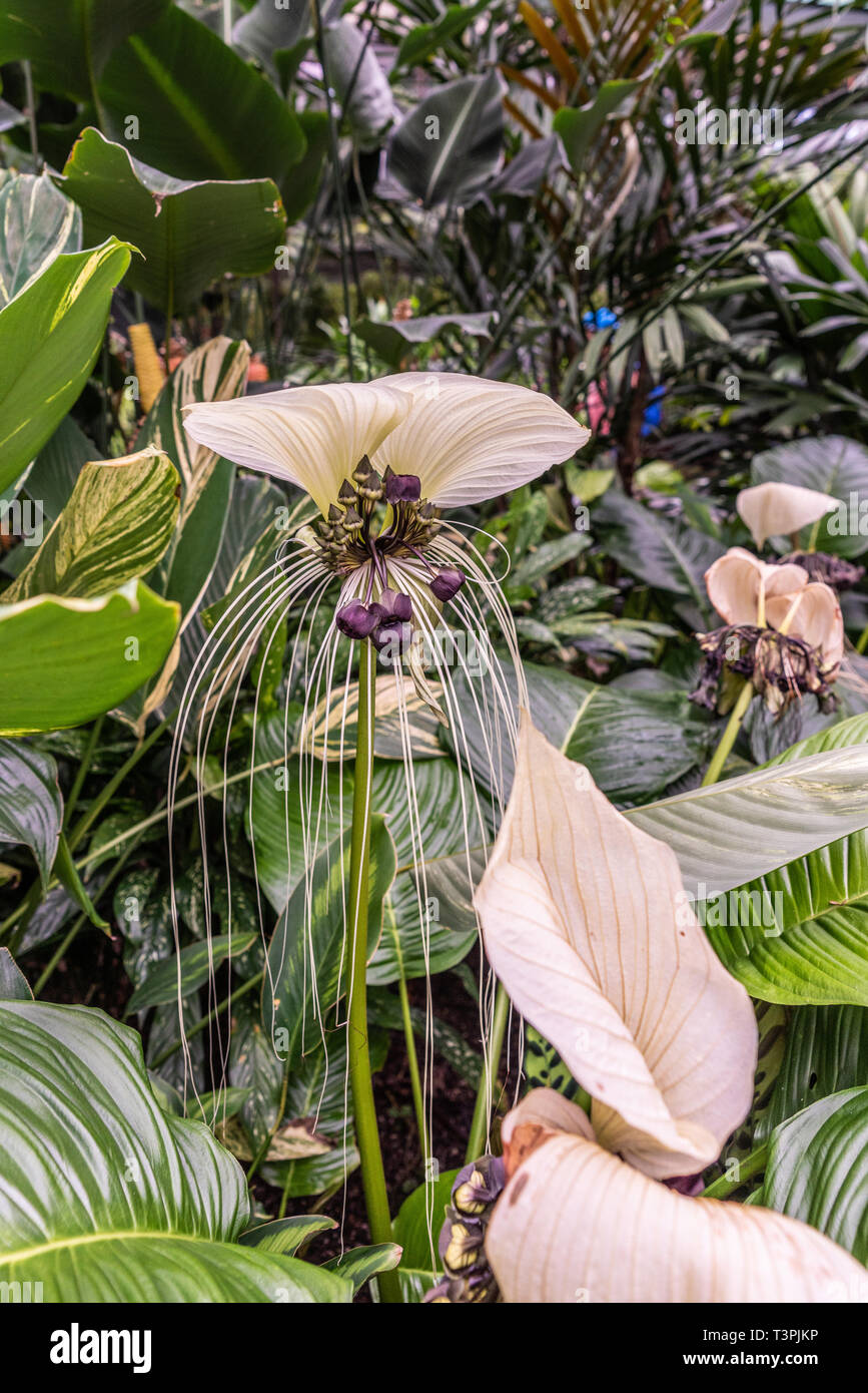 Cairns, Australia - February 17, 2019: Botanical Garden. Of the ...