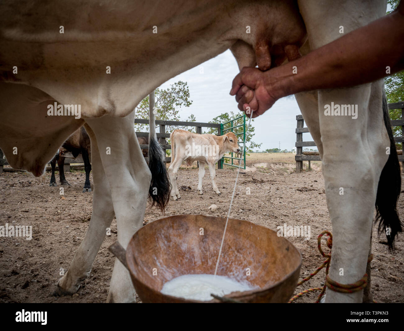Boy milking cow hi-res stock photography and images - Alamy
