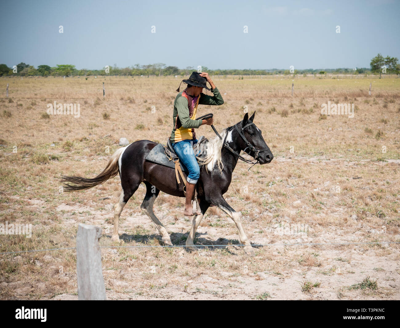 A cowboy seen riding his horse at the El Paraíso farm. Colombian ...