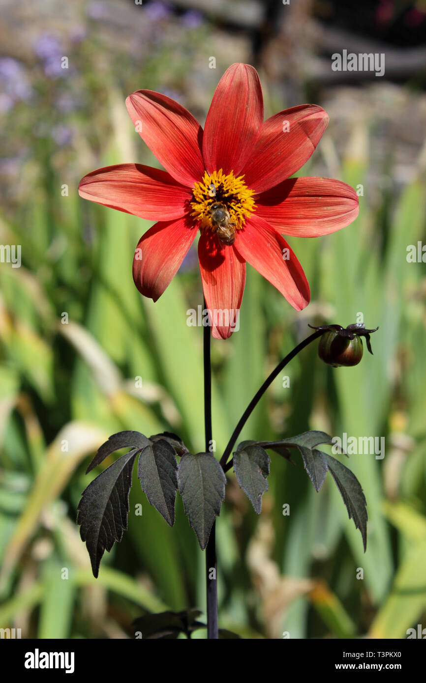 Warm flower hi-res stock photography and images - Alamy