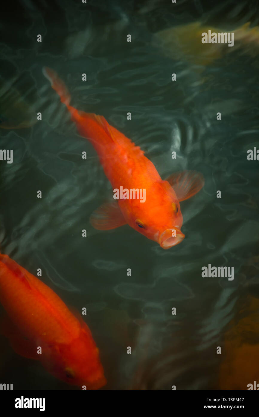 chinese fish in a pond in China Stock Photo - Alamy