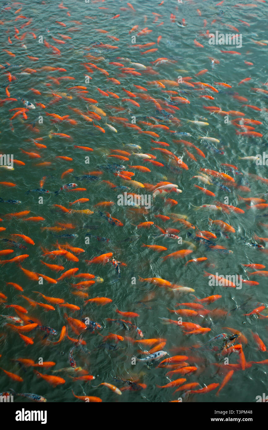 chinese fish in a pond in China Stock Photo - Alamy